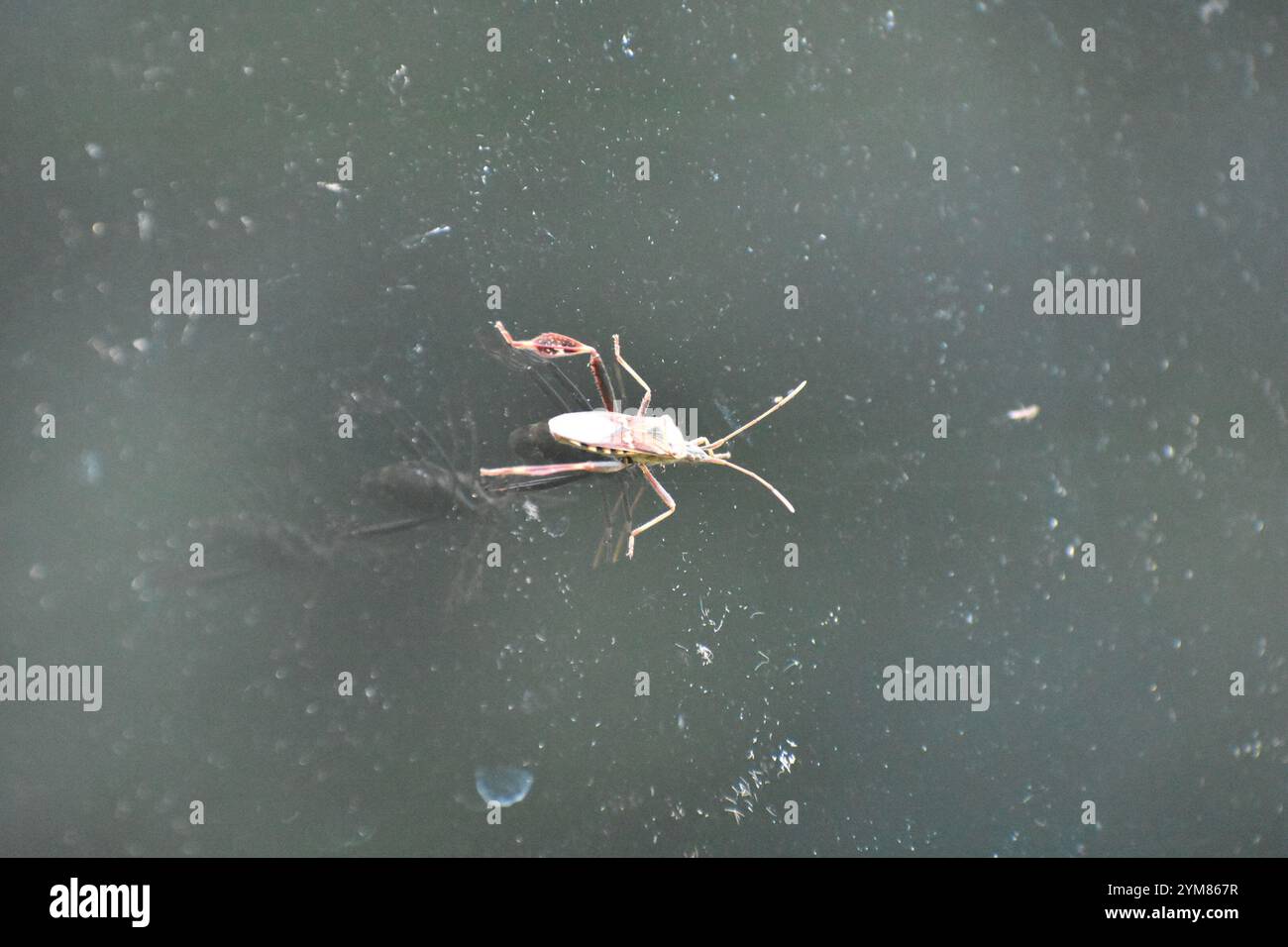 Western Leaf-footed Bug (Leptoglossus clypealis Stock Photo - Alamy
