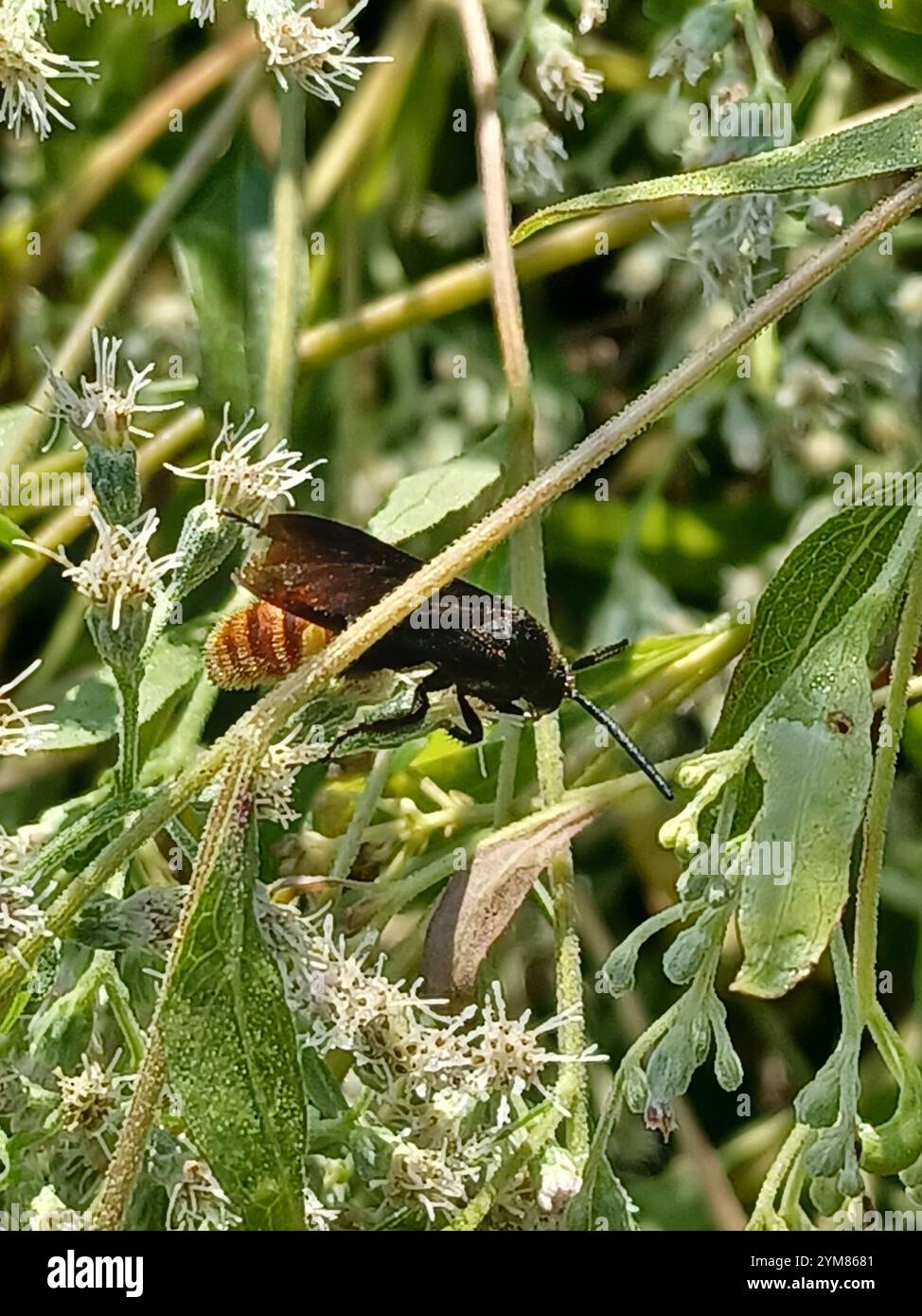 Two-spotted Scoliid Wasp (Scolia dubia dubia Stock Photo - Alamy