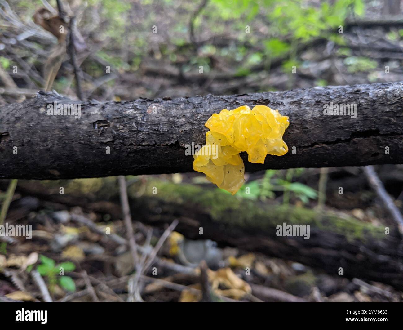 witch's butter (Tremella mesenterica Stock Photo - Alamy
