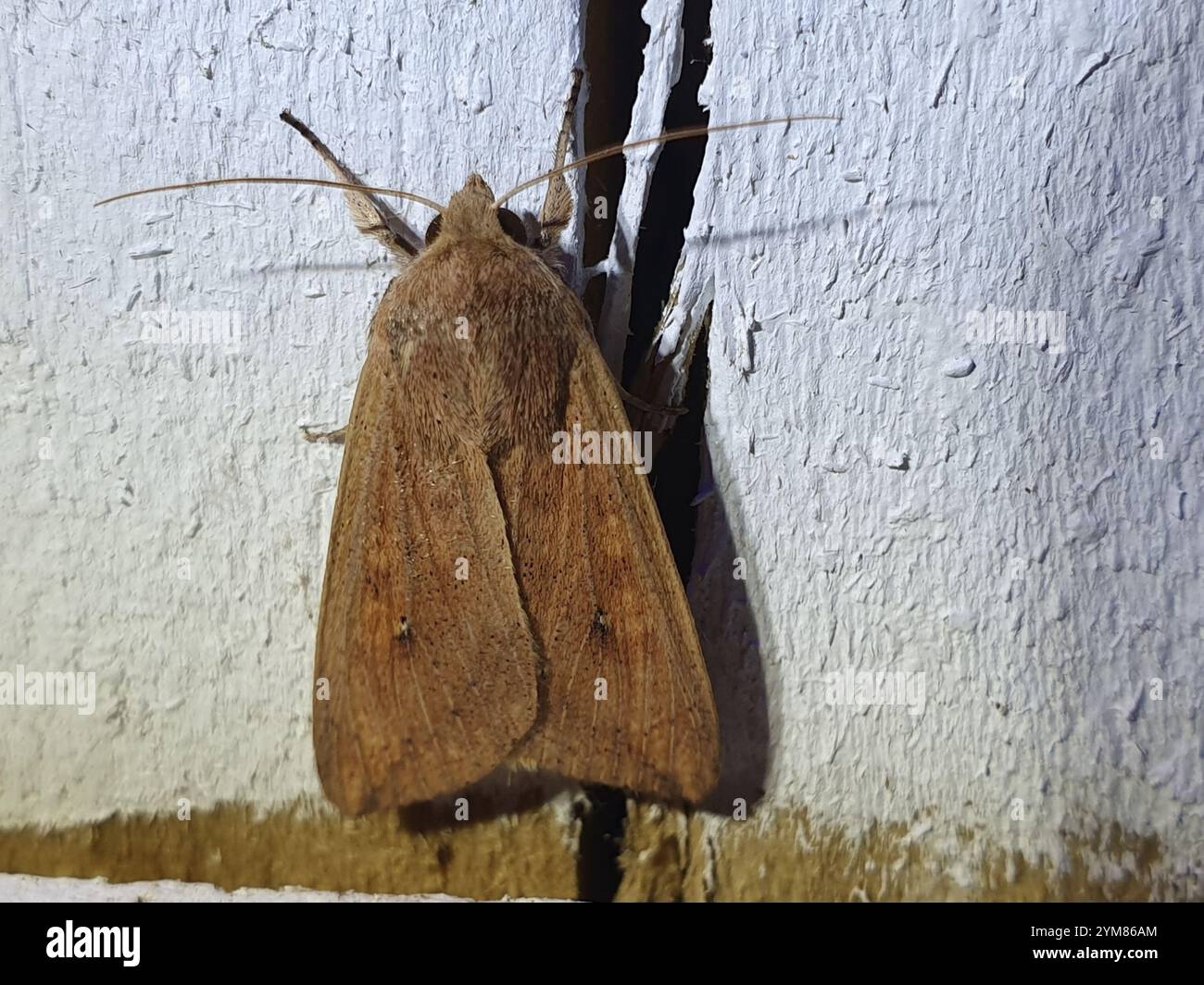 Northern armyworm (Mythimna separata Stock Photo - Alamy