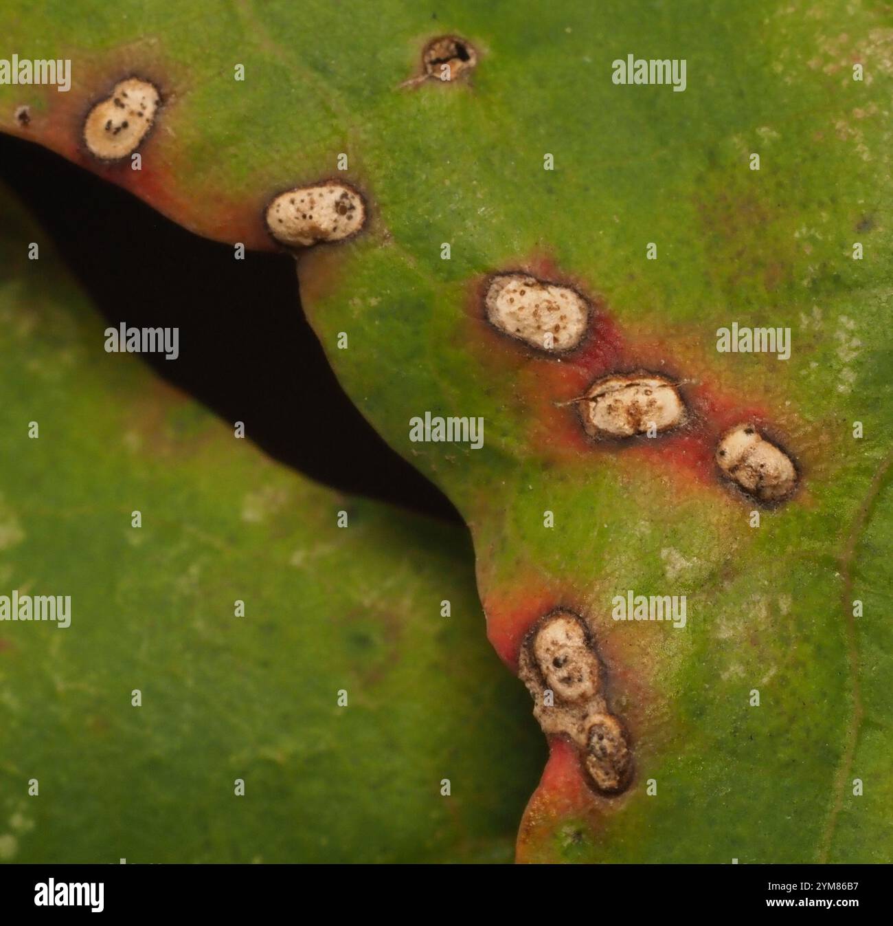 oak flake gall wasp (Neuroterus quercusverrucarum Stock Photo - Alamy