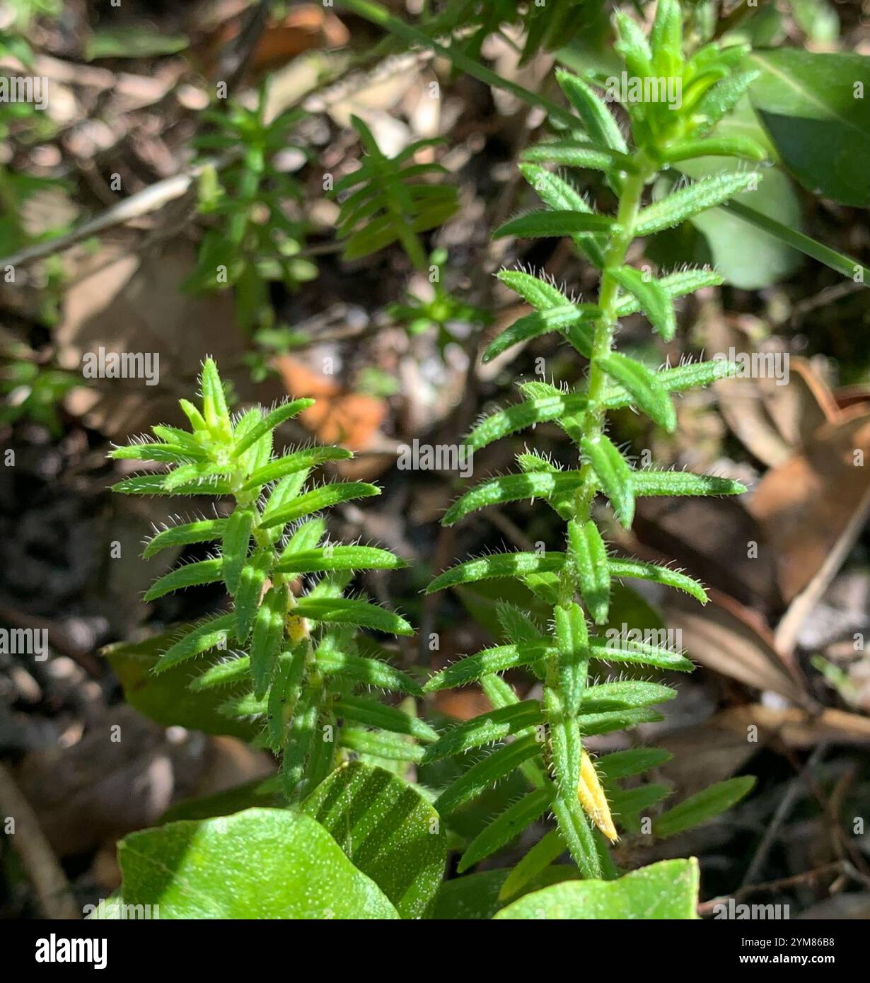 Florida pennyroyal (Piloblephis rigida Stock Photo - Alamy