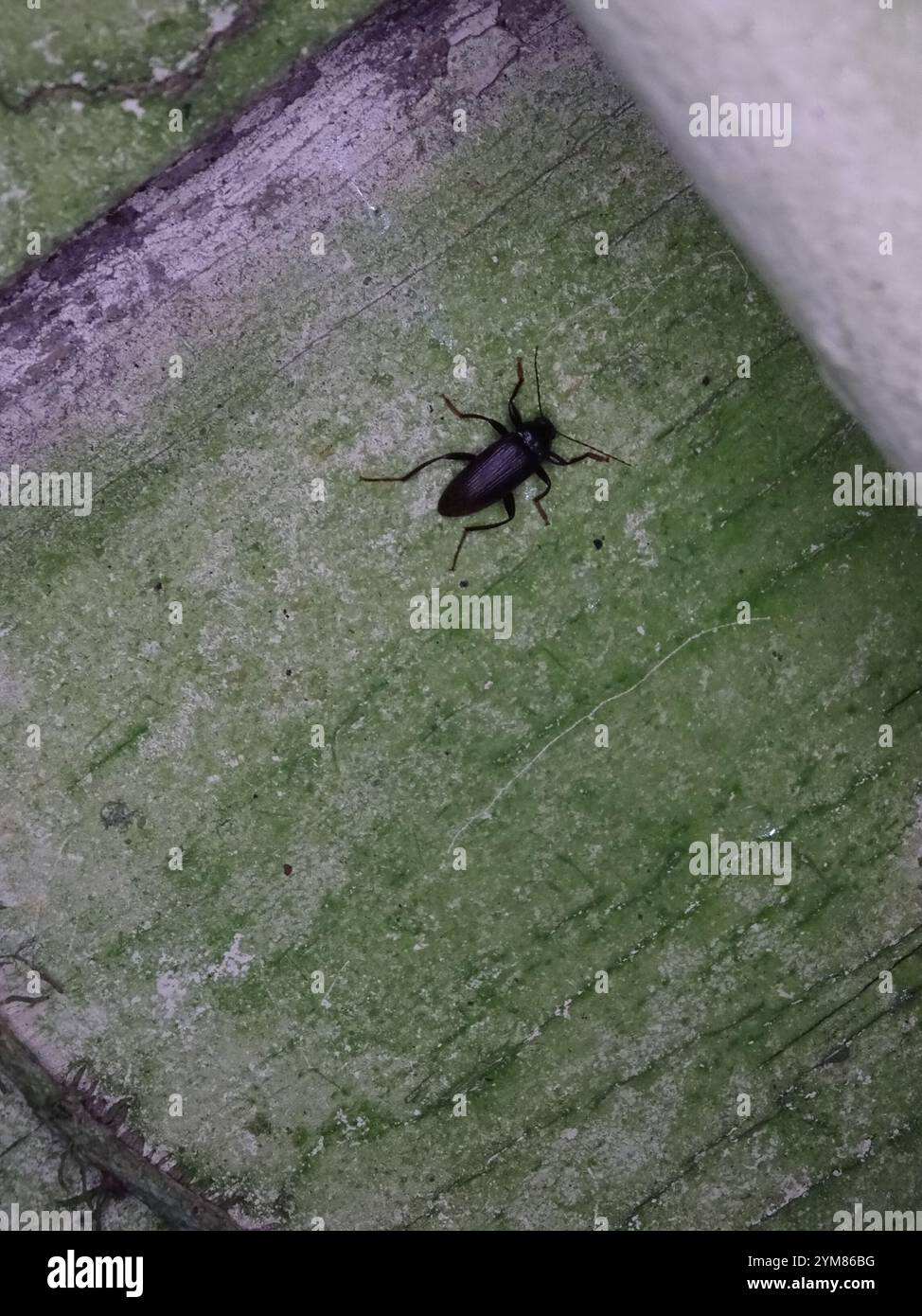 Darkling Beetles (Tenebrionidae Stock Photo - Alamy