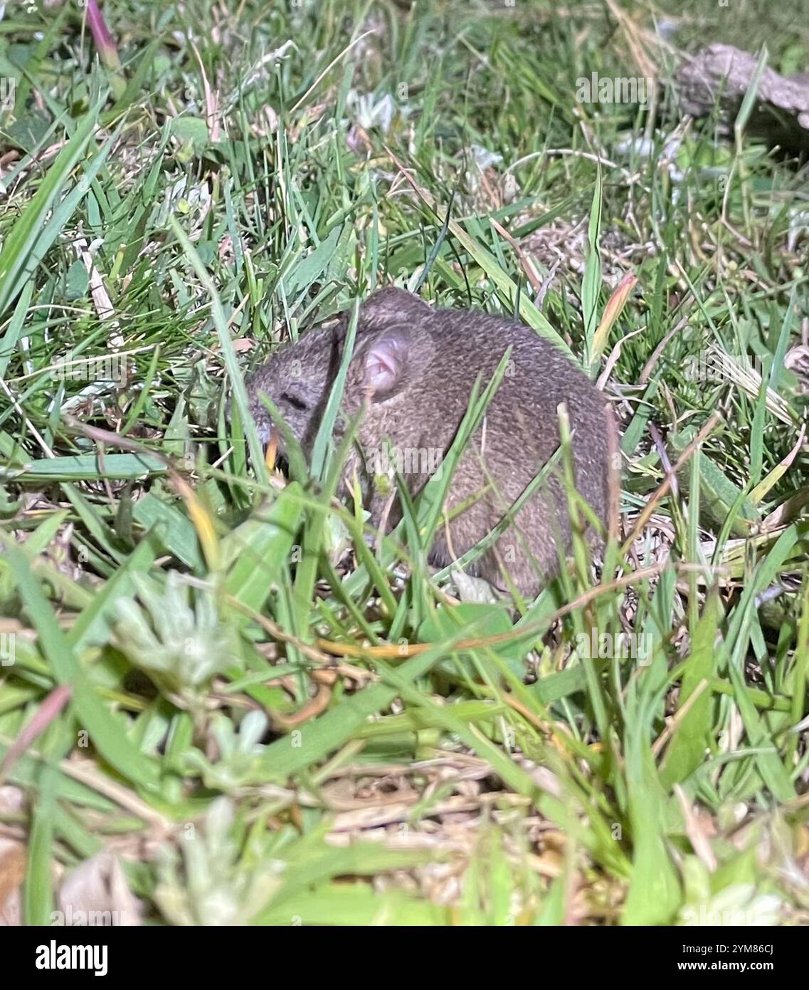 Grass Mice (Akodon Stock Photo - Alamy