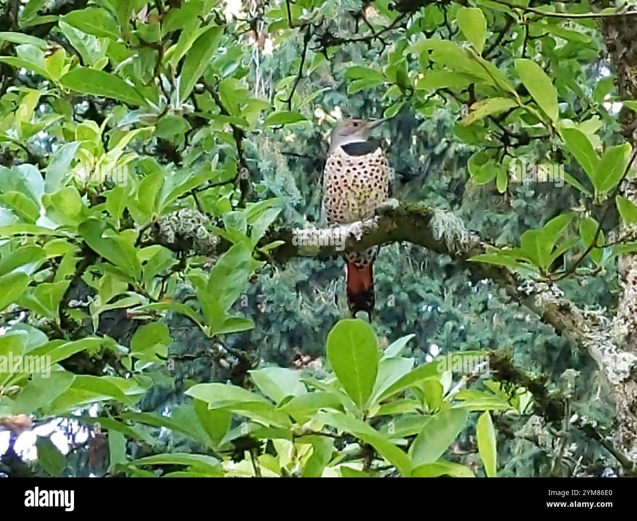 Northern Flicker (Colaptes auratus Stock Photo - Alamy