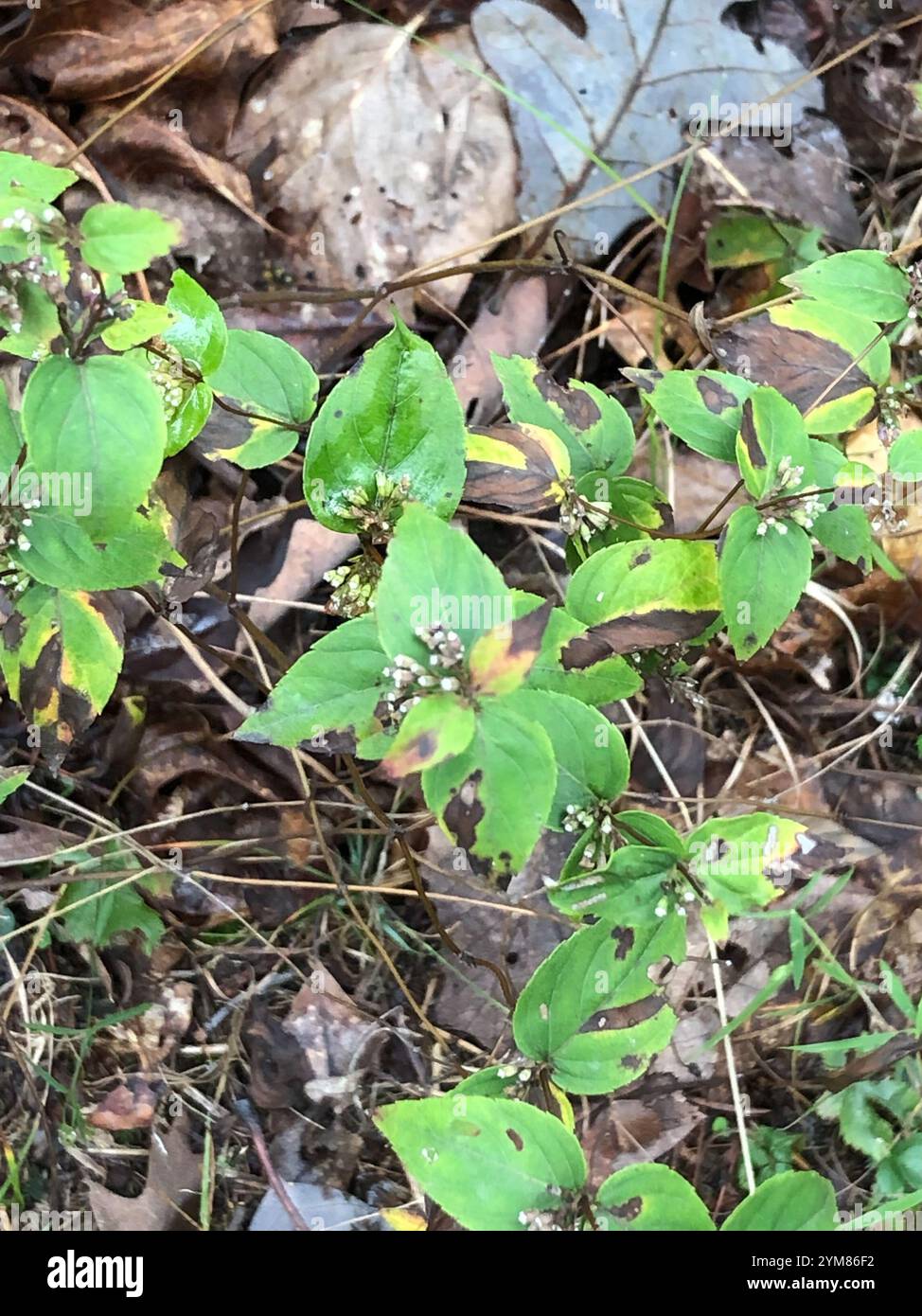 common dittany (Cunila origanoides Stock Photo - Alamy