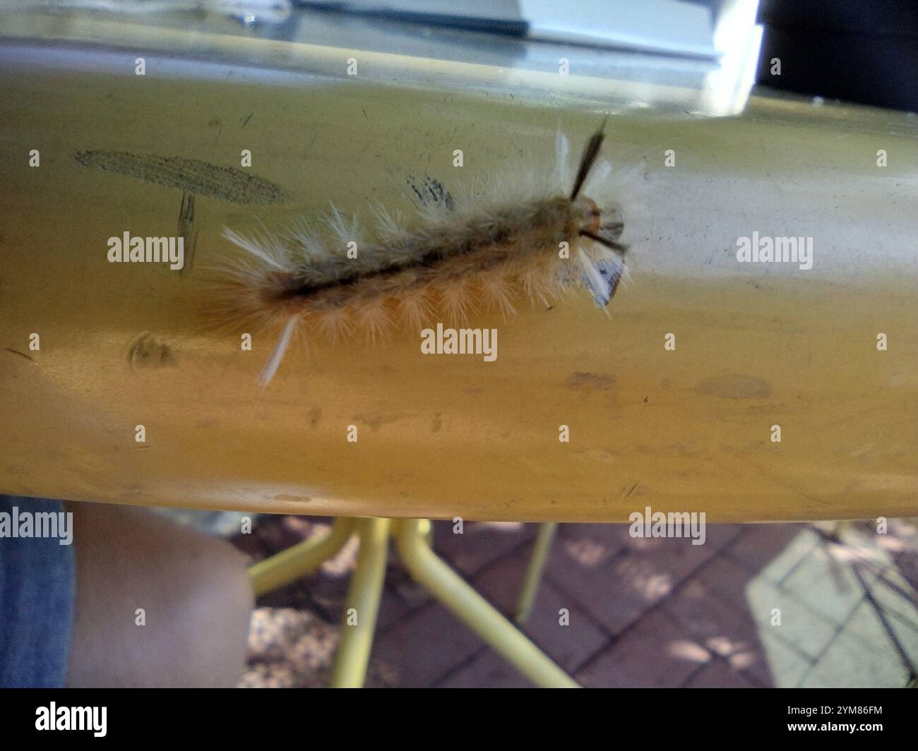 Banded Tussock Moth (Halysidota tessellaris Stock Photo - Alamy