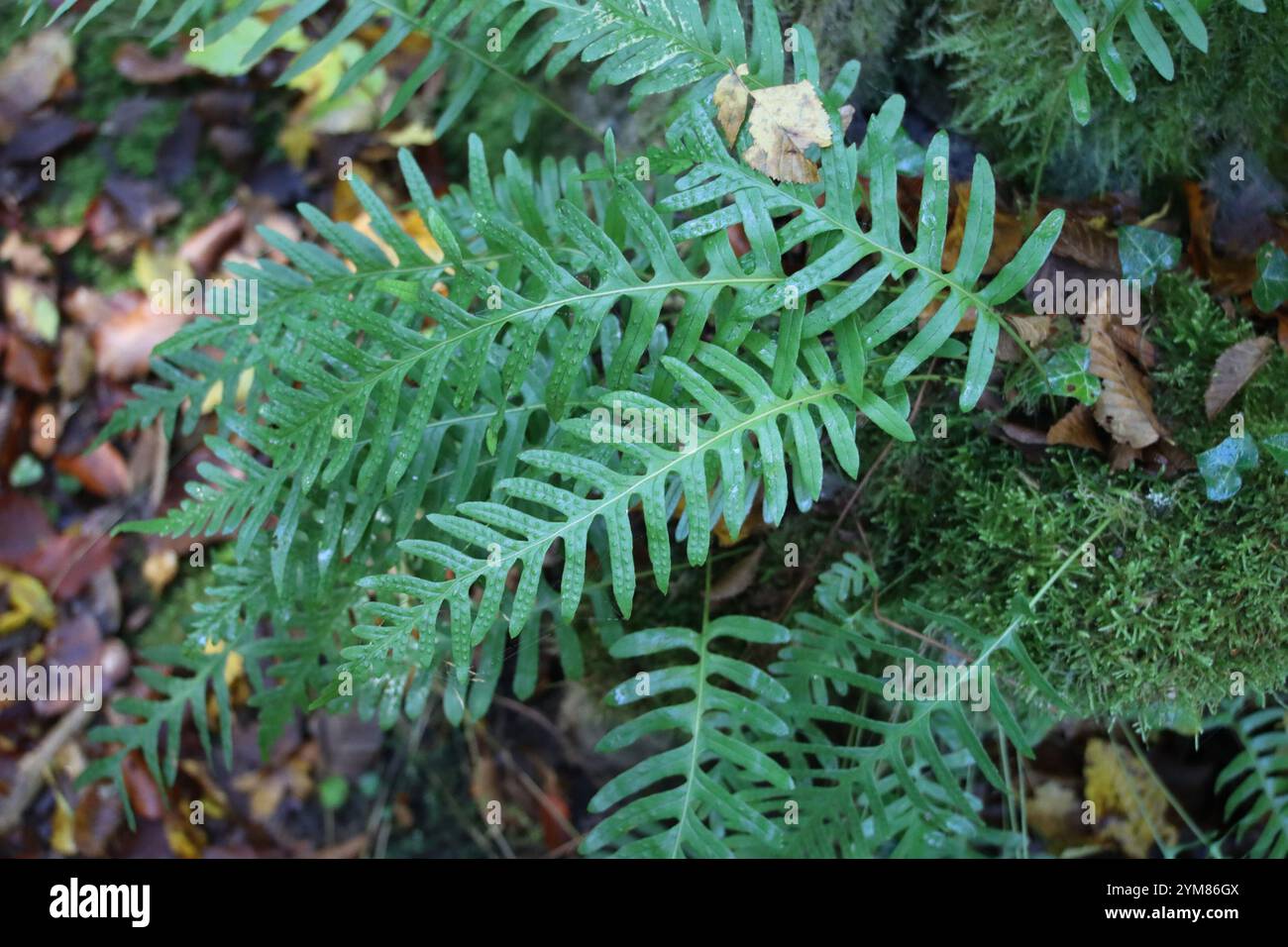 common polypody (Polypodium vulgare Stock Photo - Alamy