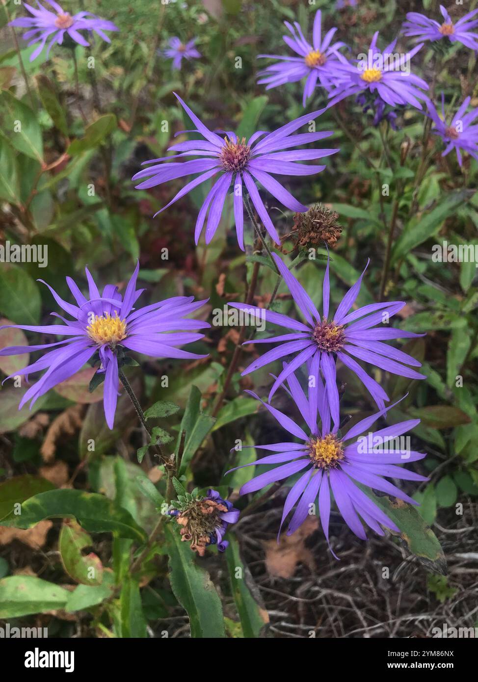 Aster spectabilis hi-res stock photography and images - Alamy