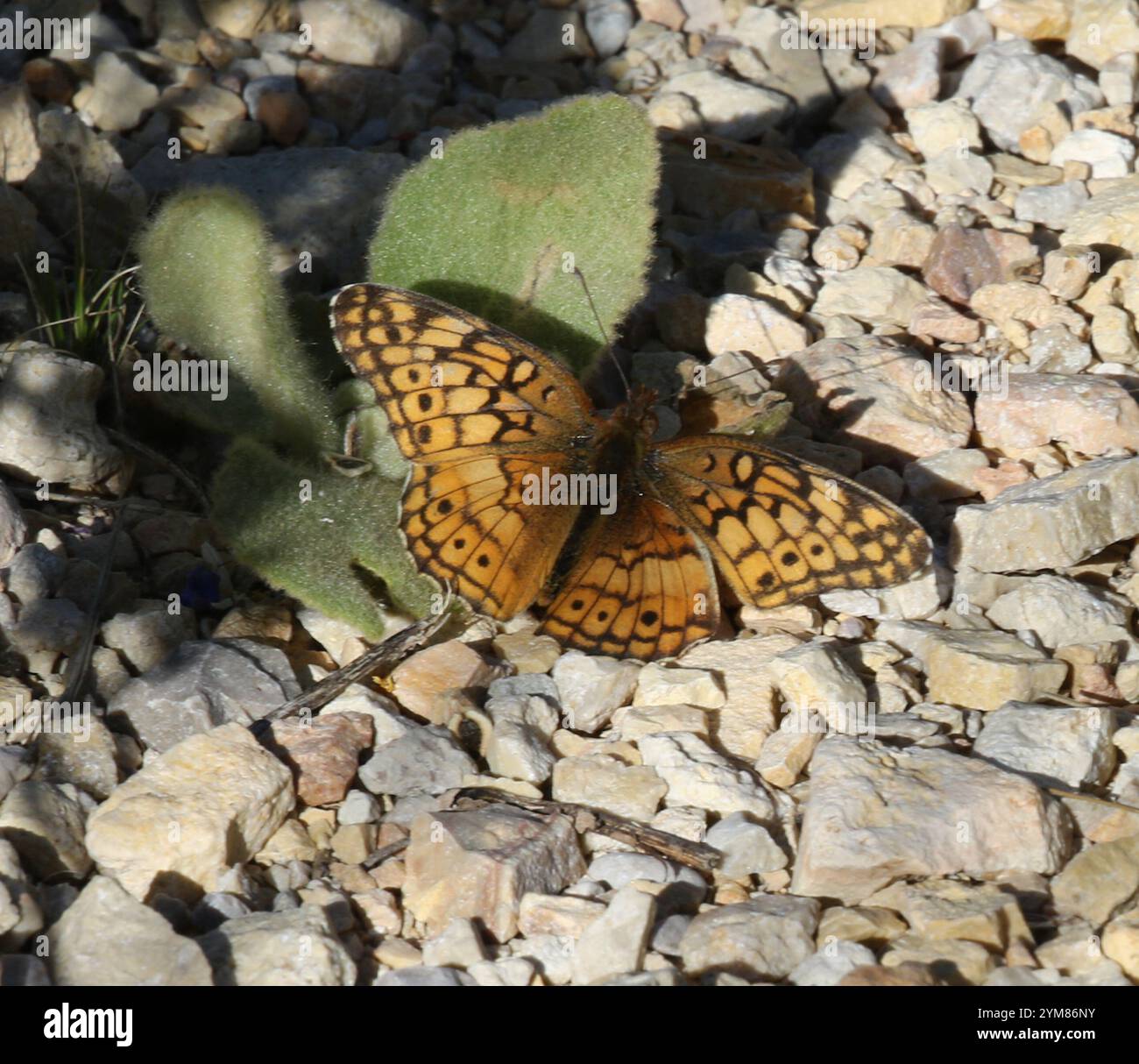 Variegated Fritillary (Euptoieta claudia Stock Photo - Alamy