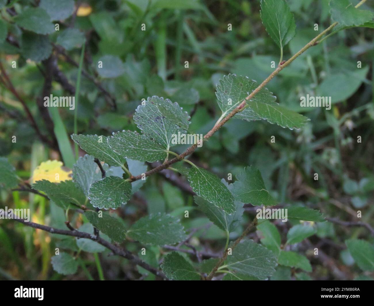dwarf resin birch (Betula glandulosa Stock Photo - Alamy