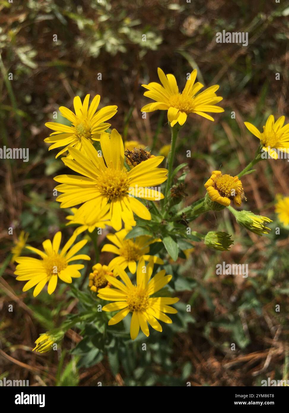 Maryland golden-aster (Chrysopsis mariana Stock Photo - Alamy