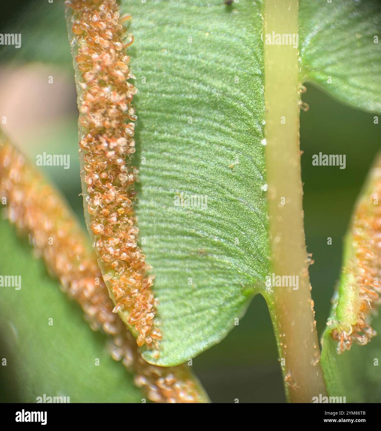 Ladder brake (Pteris vittata Stock Photo - Alamy