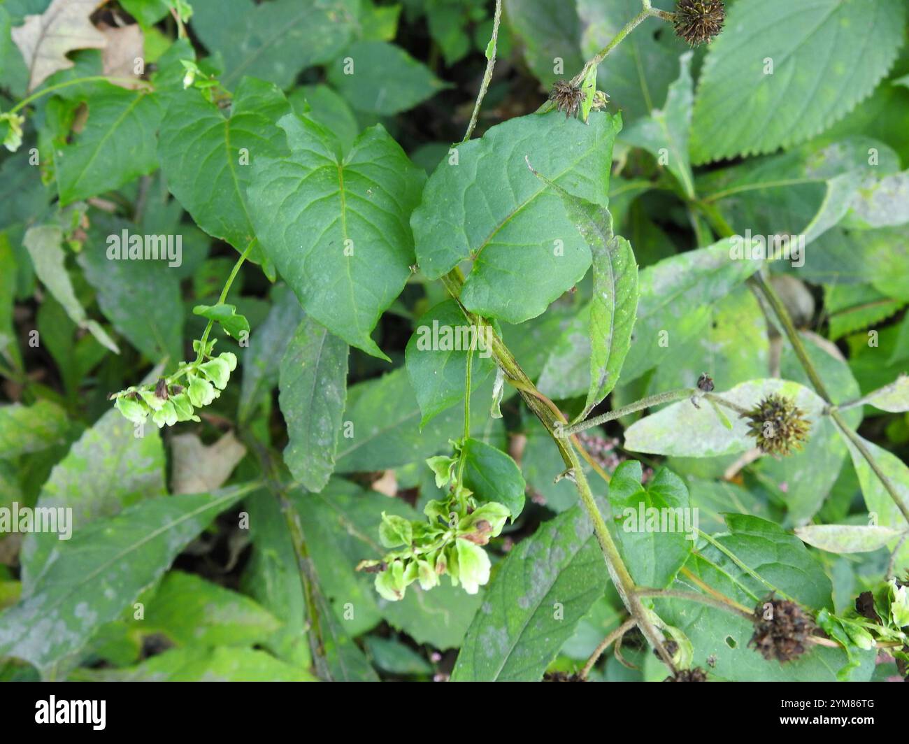 climbing false buckwheat (Fallopia scandens Stock Photo - Alamy