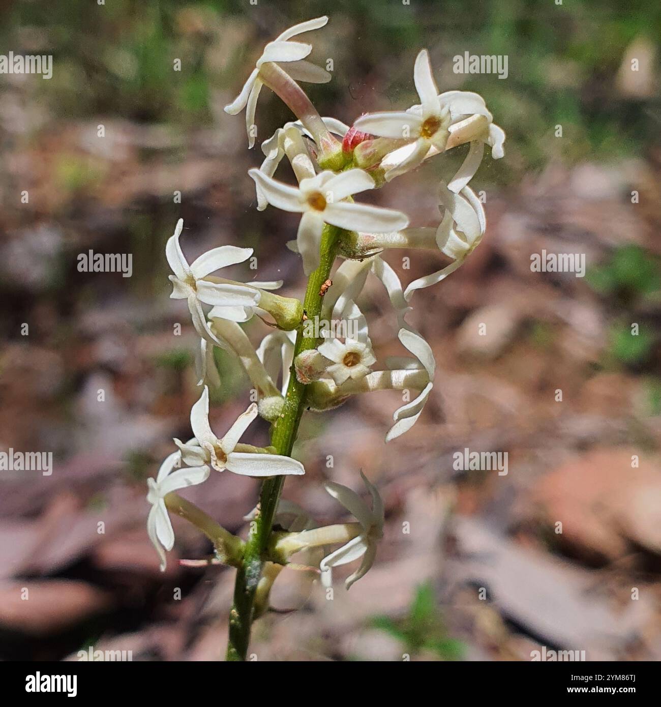 Creamy Candles (Stackhousia monogyna Stock Photo - Alamy