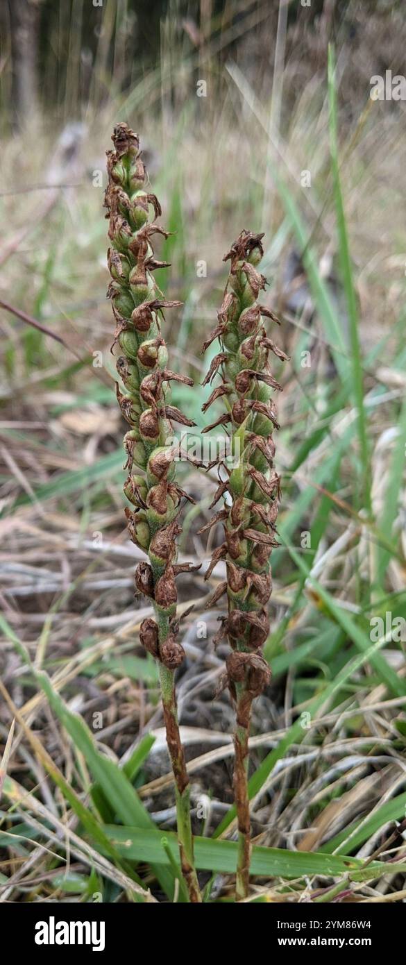 nodding ladies’ tresses (Spiranthes cernua Stock Photo - Alamy