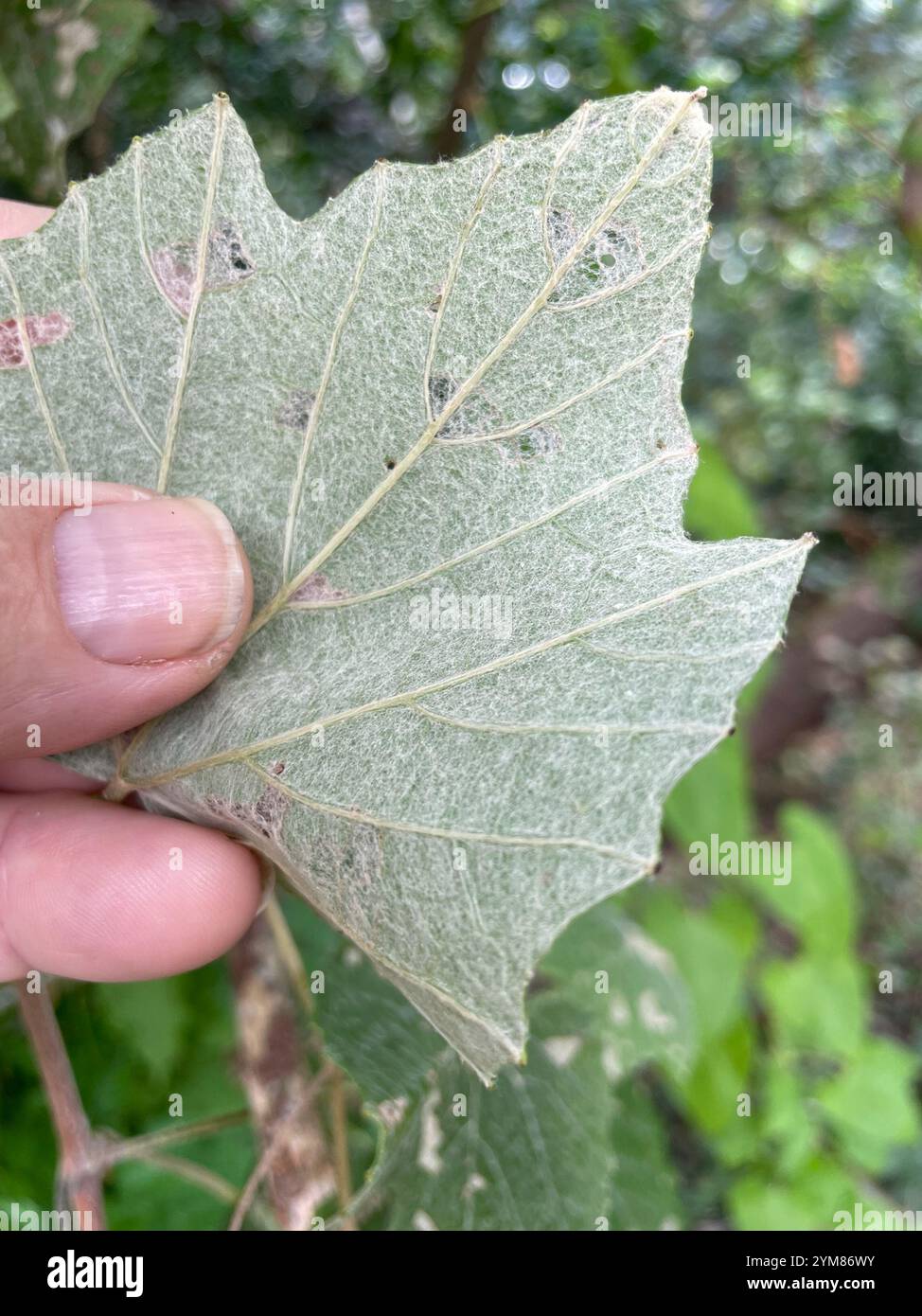 Vitis mustangensis hi-res stock photography and images - Alamy