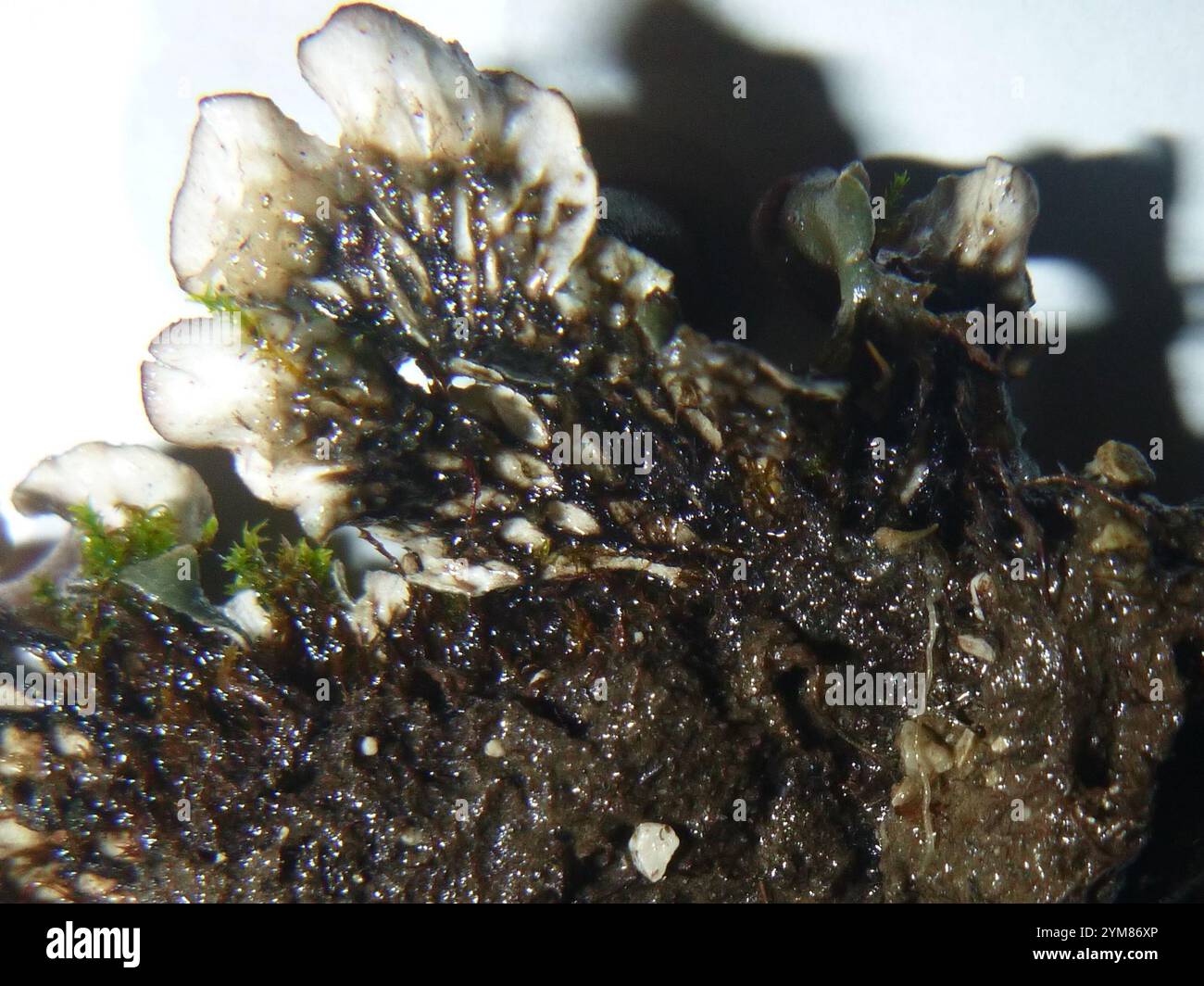 many-fruited pelt lichen (Peltigera polydactylon Stock Photo - Alamy