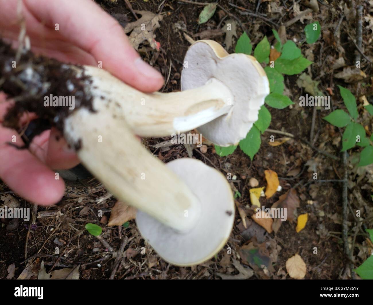 noble bolete (Boletus nobilis Stock Photo - Alamy