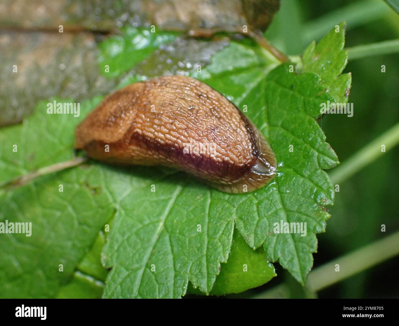 Common Land Snails and Slugs (Stylommatophora Stock Photo - Alamy