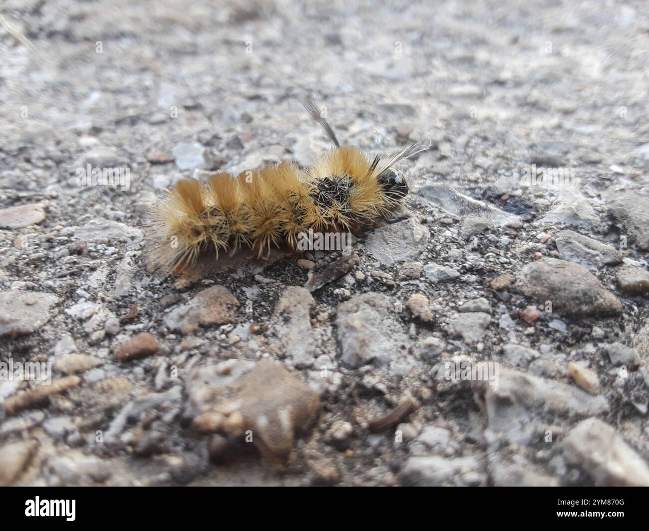 Banded Tussock Moth (Halysidota tessellaris Stock Photo - Alamy