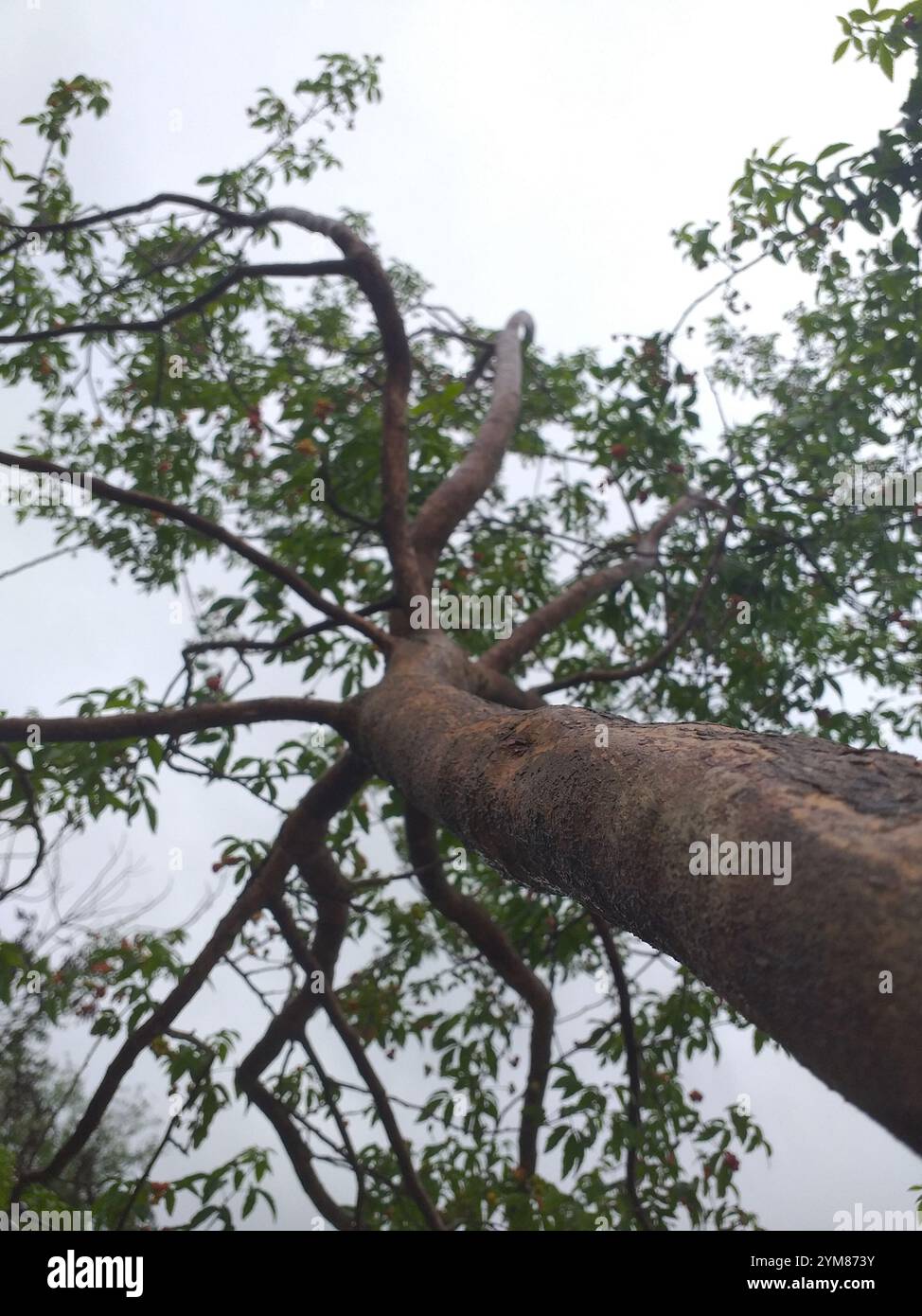 Allophylus hi-res stock photography and images - Alamy