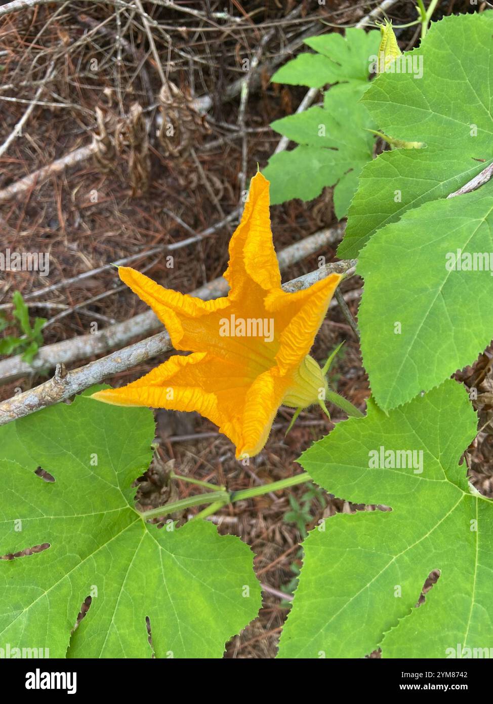 American pumpkin (Cucurbita pepo Stock Photo - Alamy