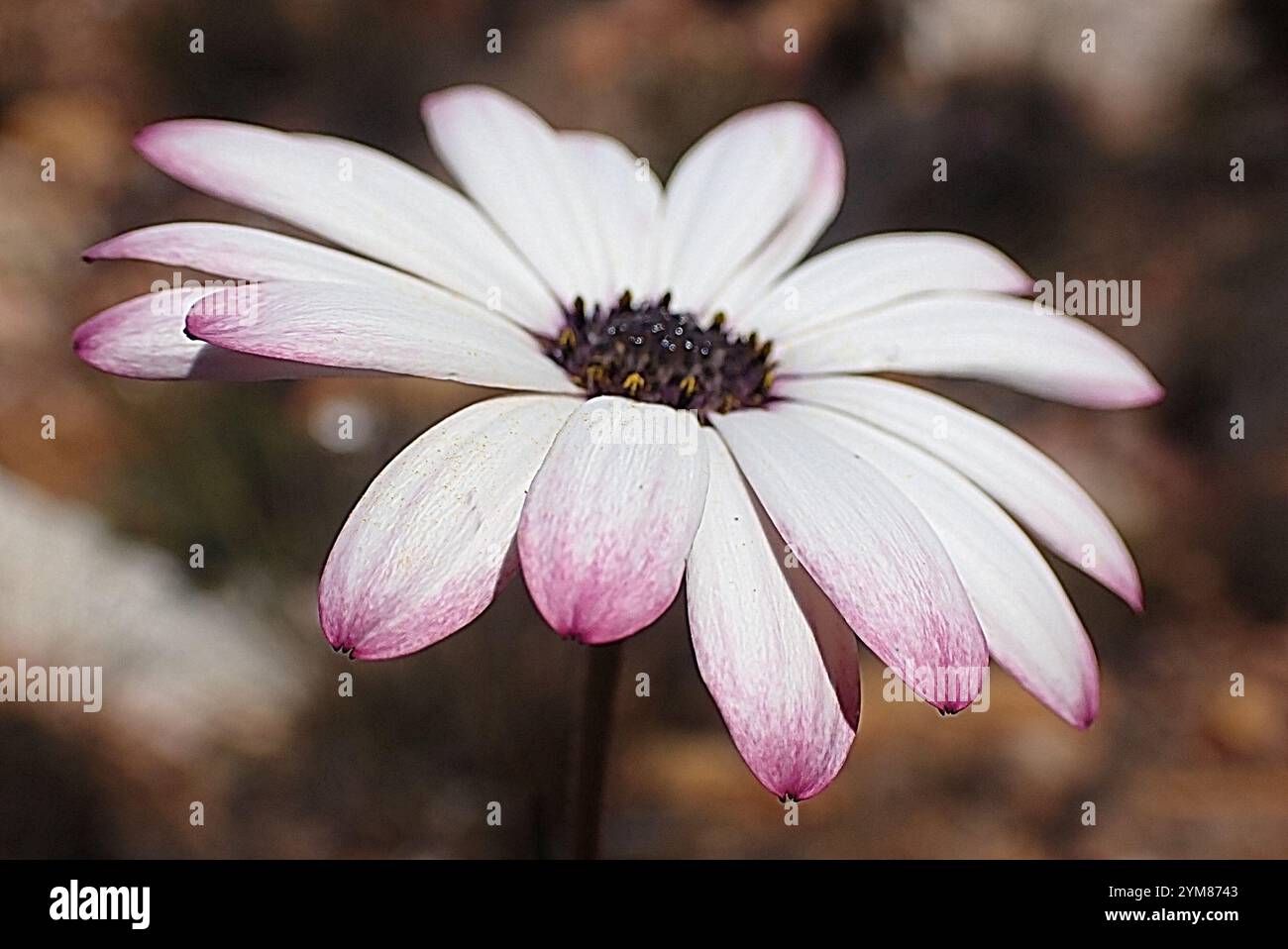 Mountain Rain Daisy (Dimorphotheca montana Stock Photo - Alamy