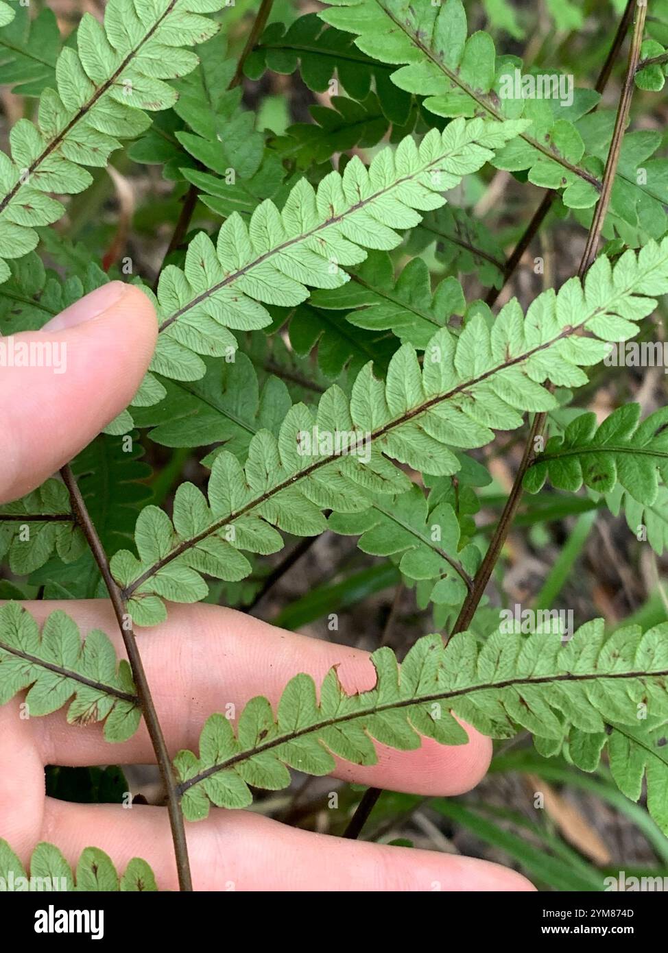 Virginia chainfern (Woodwardia virginica Stock Photo - Alamy