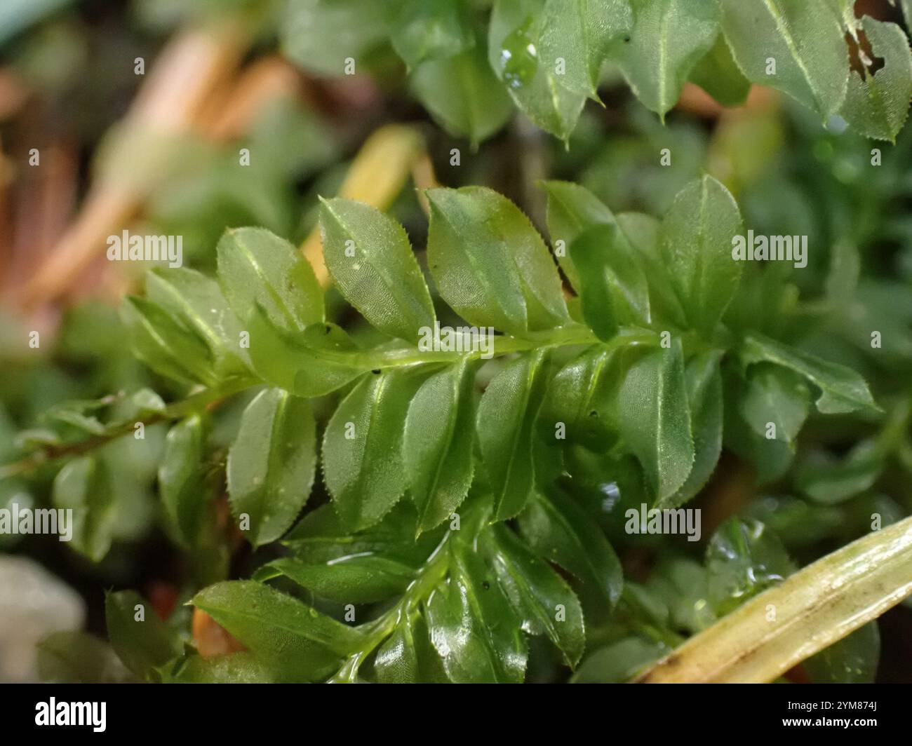 Thyme and Allied Mosses (Plagiomnium Stock Photo - Alamy