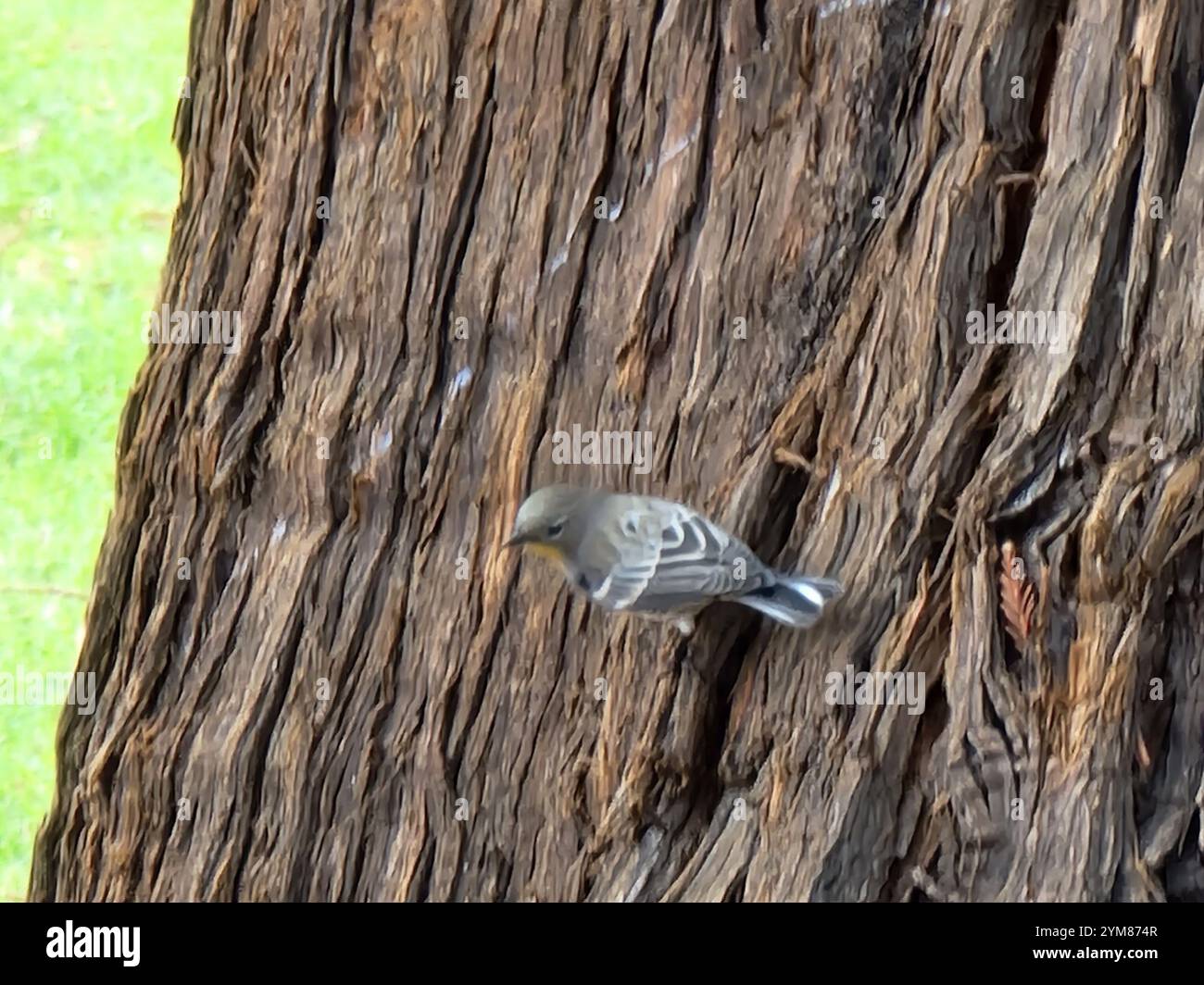 Setophaga coronata auduboni hi-res stock photography and images - Alamy