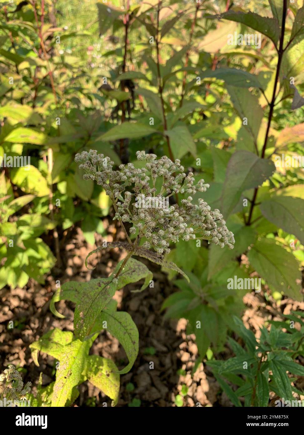 common boneset (Eupatorium perfoliatum Stock Photo - Alamy