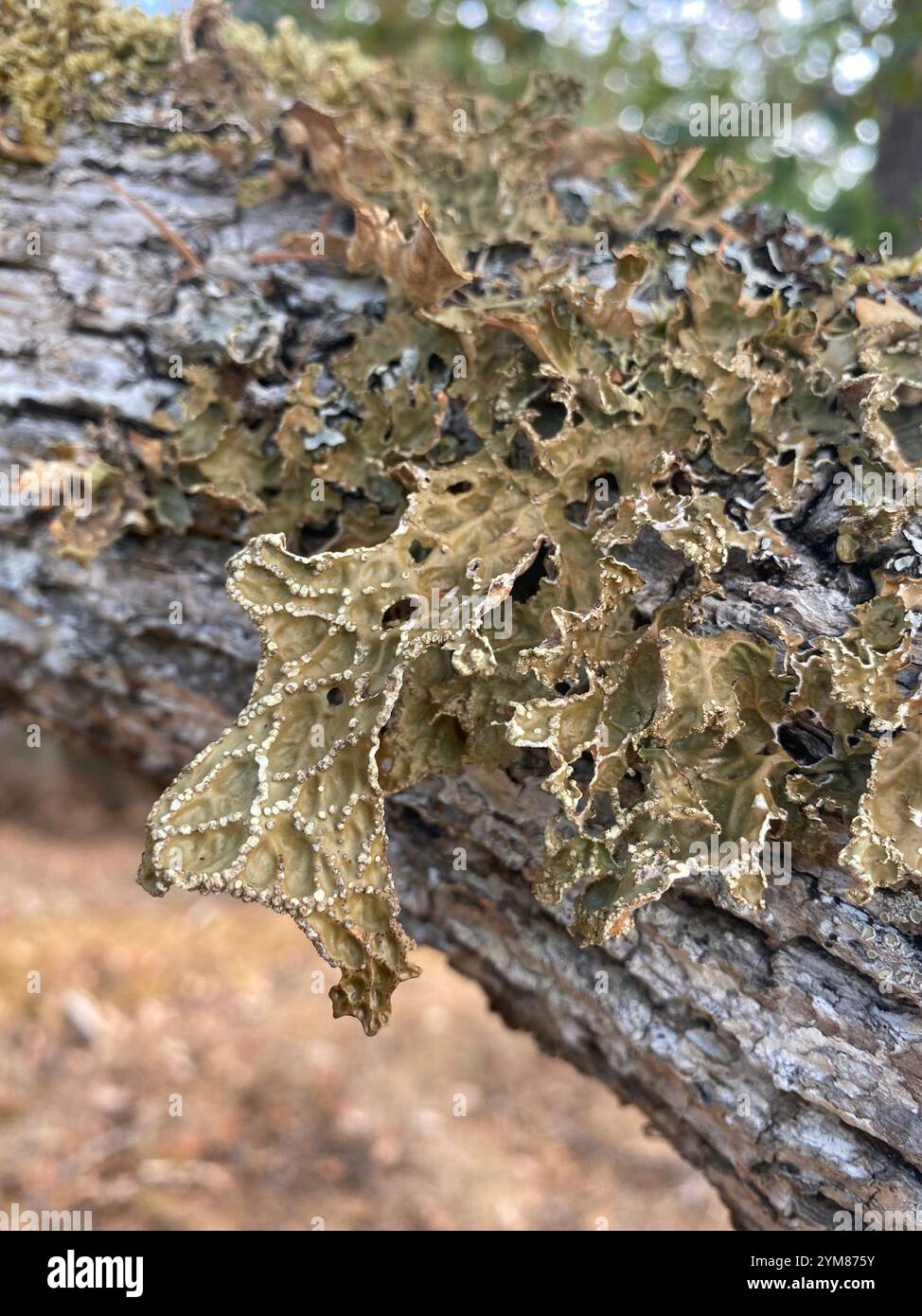 Tree Lungwort (Lobaria pulmonaria Stock Photo - Alamy