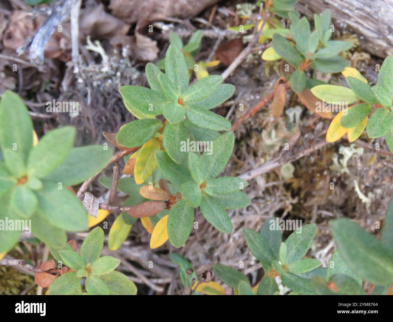Rhododendron lapponicum hi-res stock photography and images - Alamy