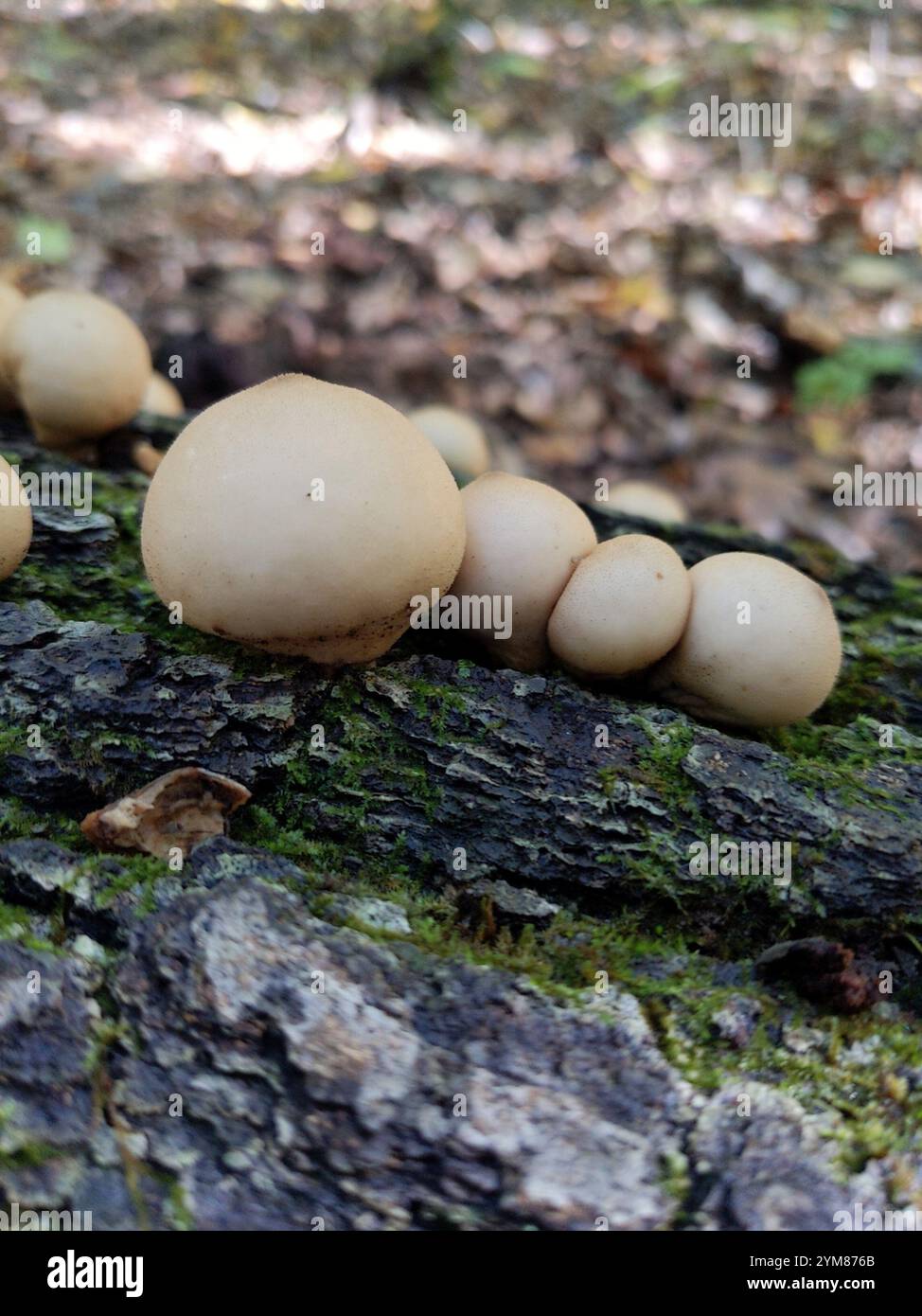 Pear-shaped Puffball (Apioperdon pyriforme Stock Photo - Alamy
