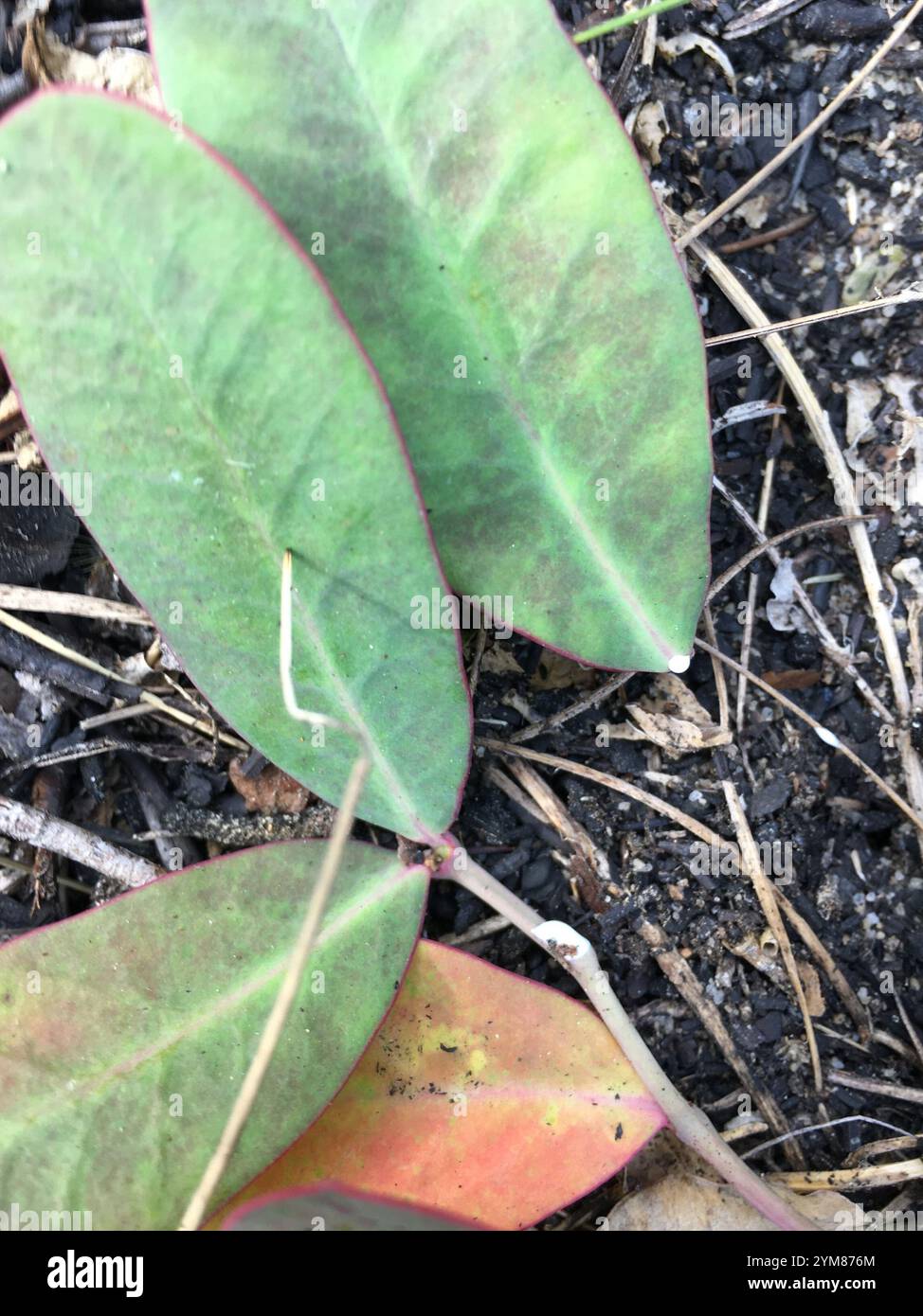 Ipecac hi-res stock photography and images - Alamy