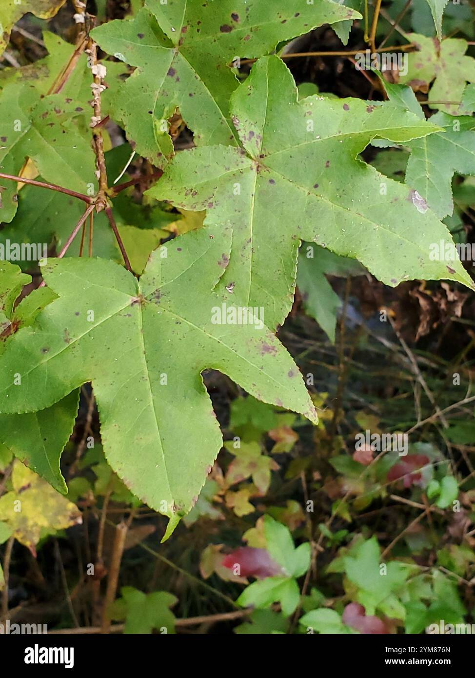 American sweetgum (Liquidambar styraciflua Stock Photo - Alamy