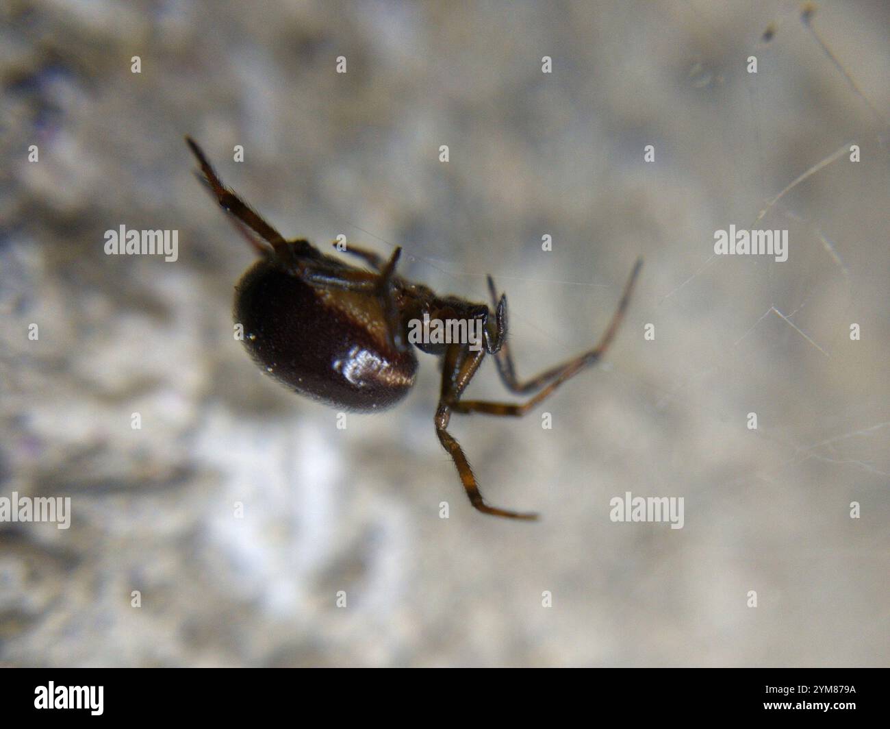 False Widow Spiders (Steatoda Stock Photo - Alamy