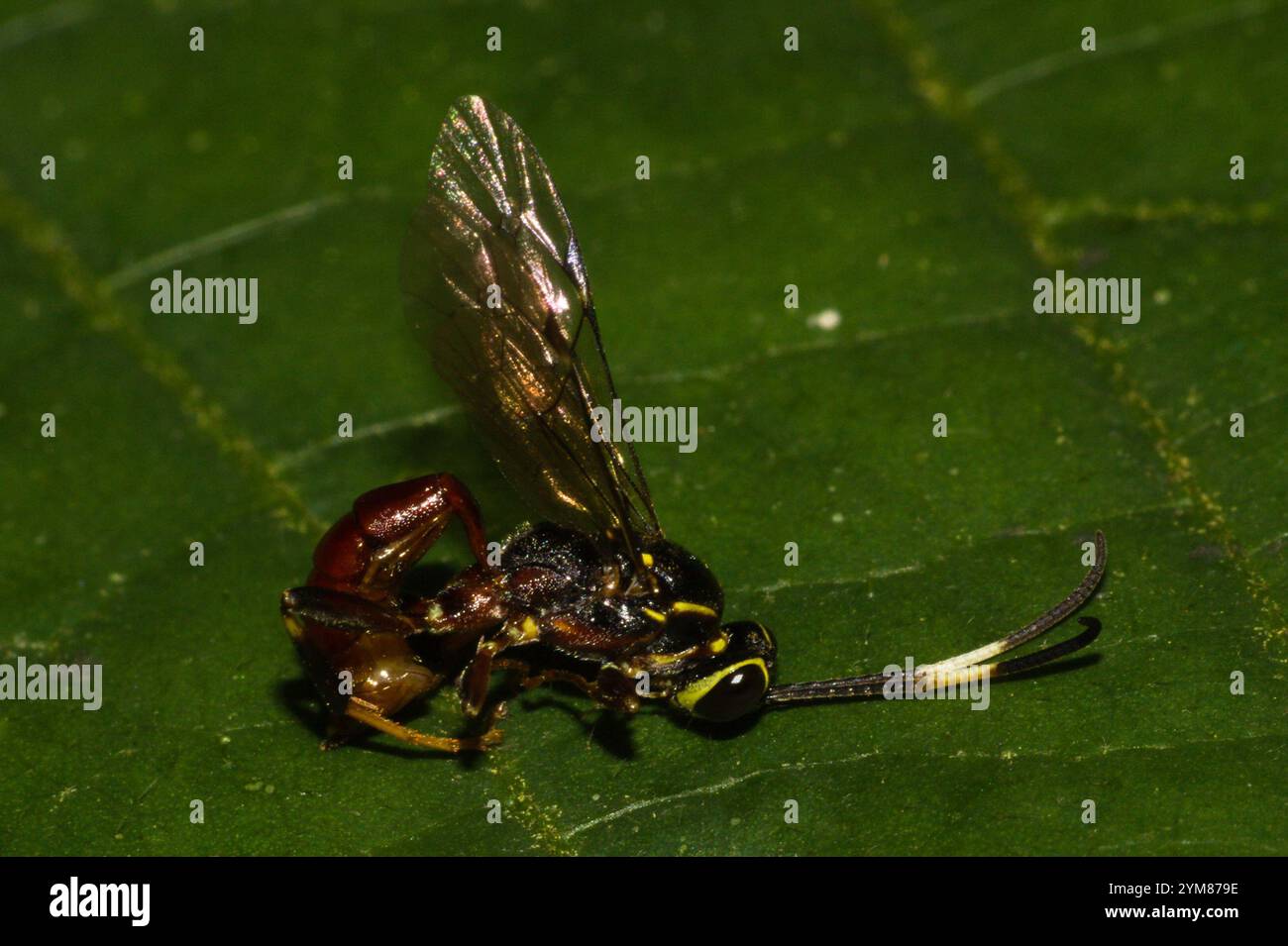 Ichneumonid and Braconid Wasps (Ichneumonoidea Stock Photo - Alamy