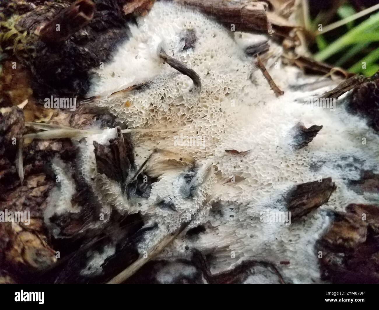 Blushing Rosette (Abortiporus biennis Stock Photo - Alamy