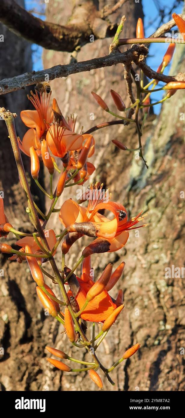 Bat's wing Coral tree (Erythrina vespertilio Stock Photo - Alamy