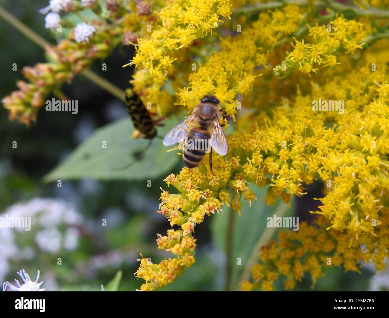 Western Honey Bee (Apis mellifera Stock Photo - Alamy