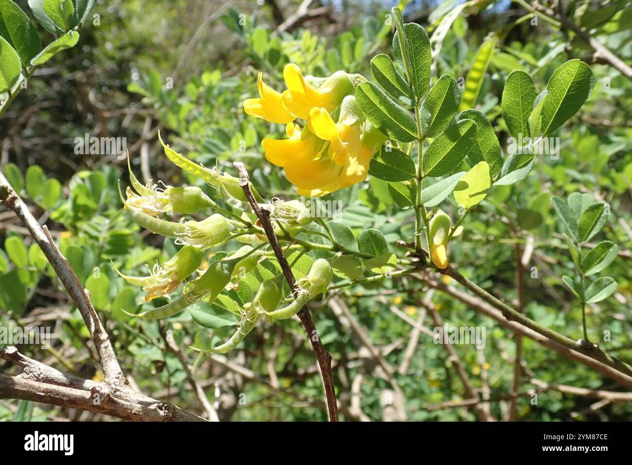 Cape Golden-Pea (Calpurnia aurea Stock Photo - Alamy