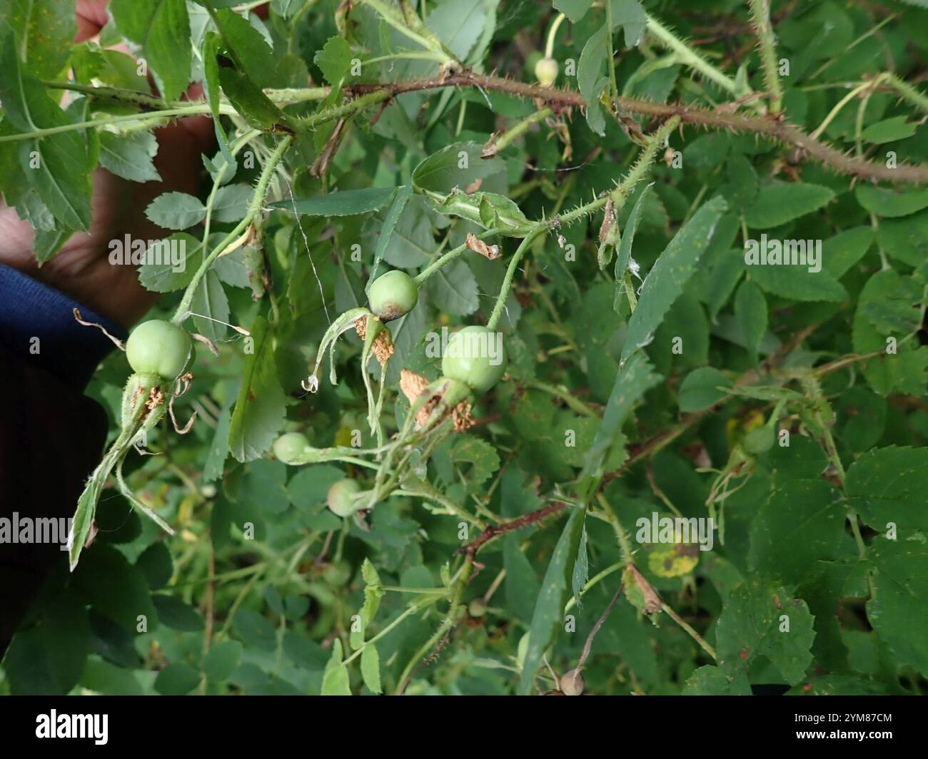 Prickly Wild Rose (Rosa acicularis Stock Photo - Alamy