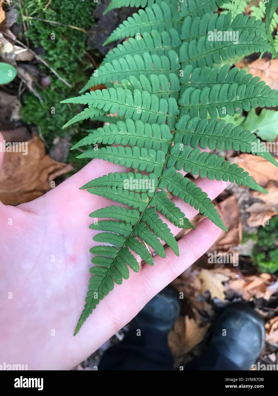 marginal wood fern (Dryopteris marginalis Stock Photo - Alamy