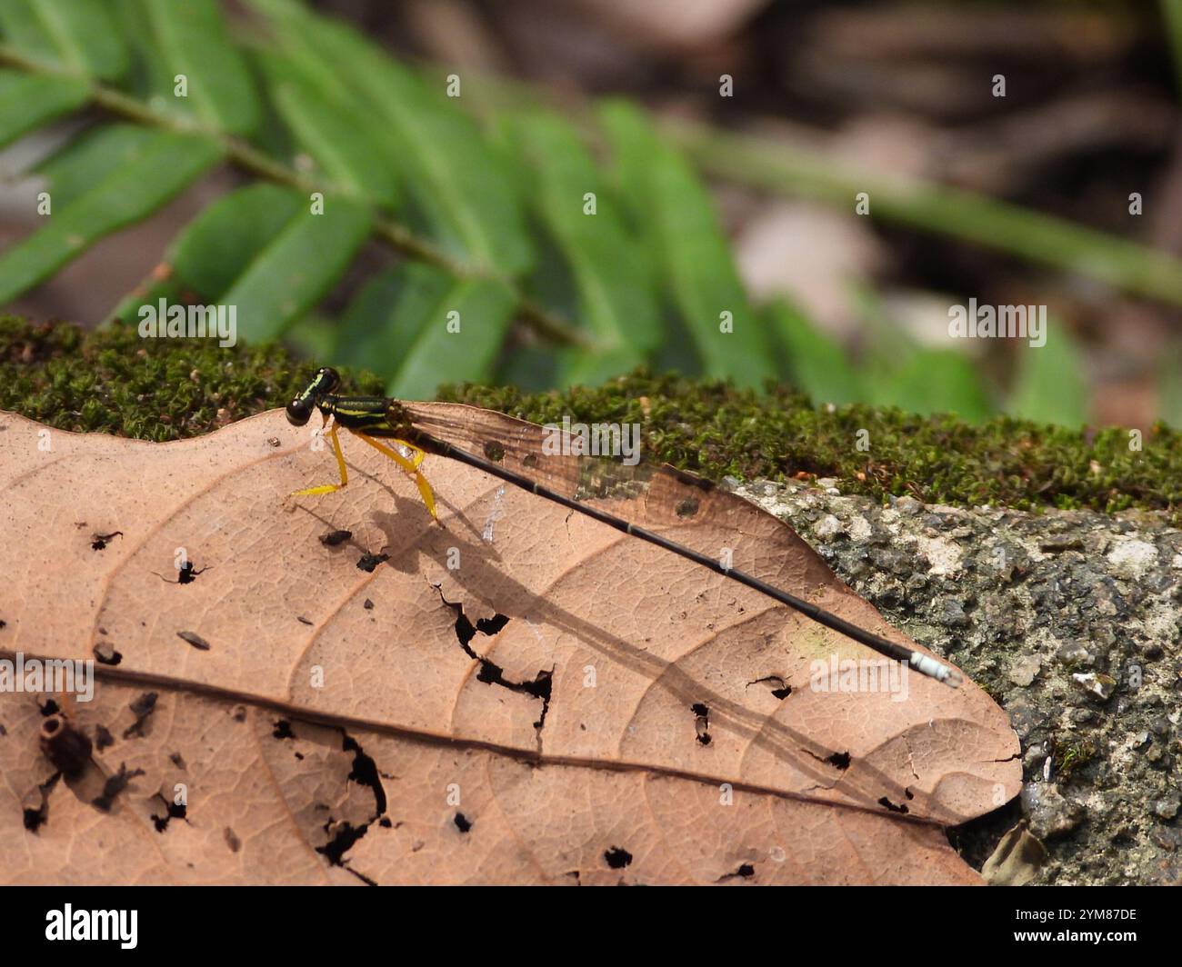 Yellow featherlegs hi-res stock photography and images - Alamy