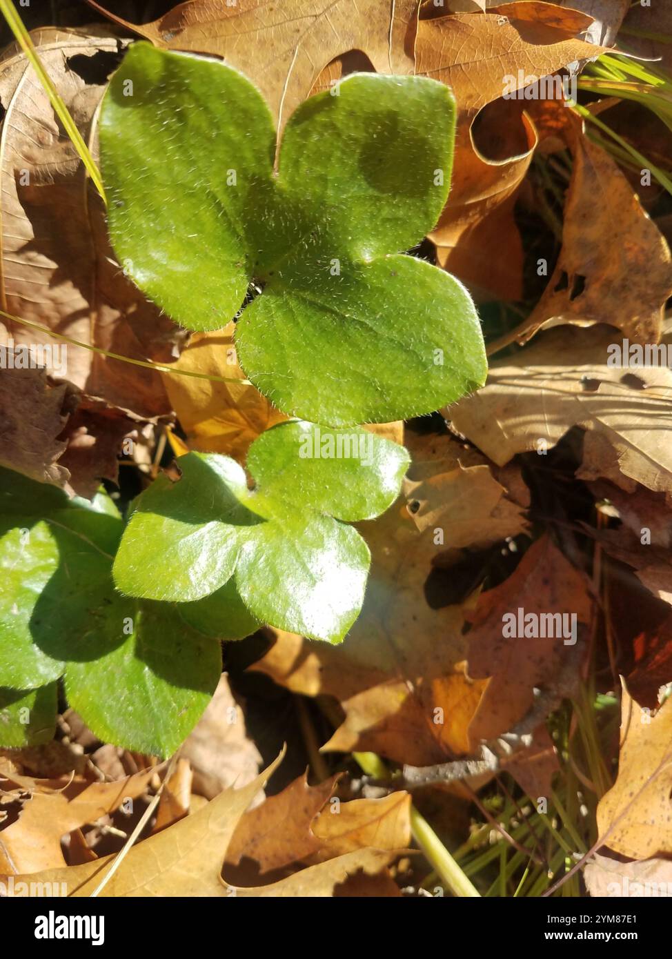 sharp-lobed hepatica (Hepatica acutiloba Stock Photo - Alamy