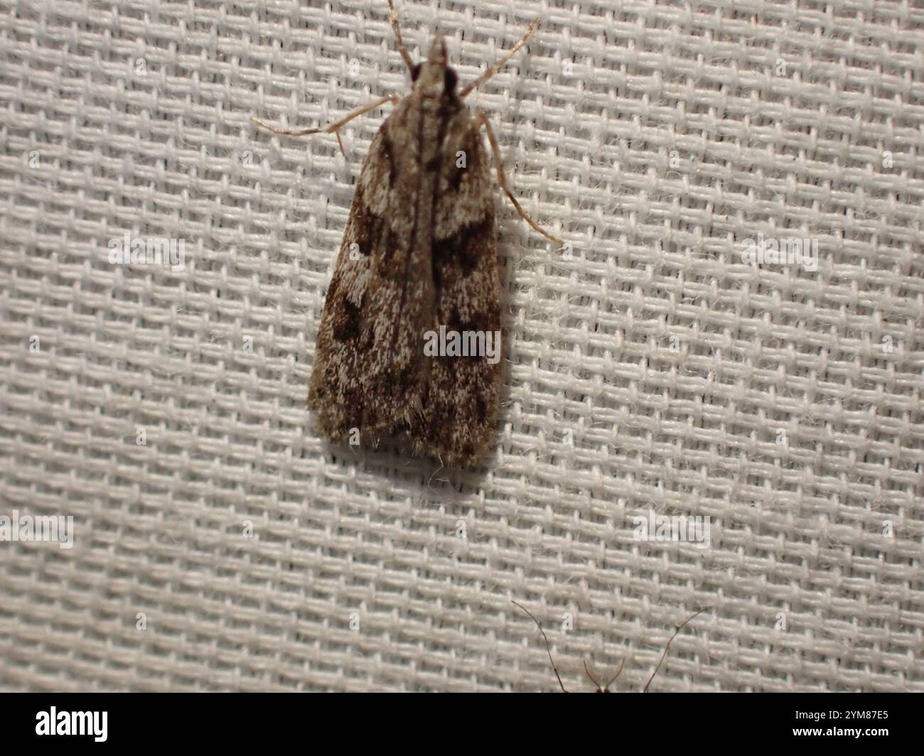 Double-striped Scoparia Moth (Scoparia biplagialis Stock Photo - Alamy