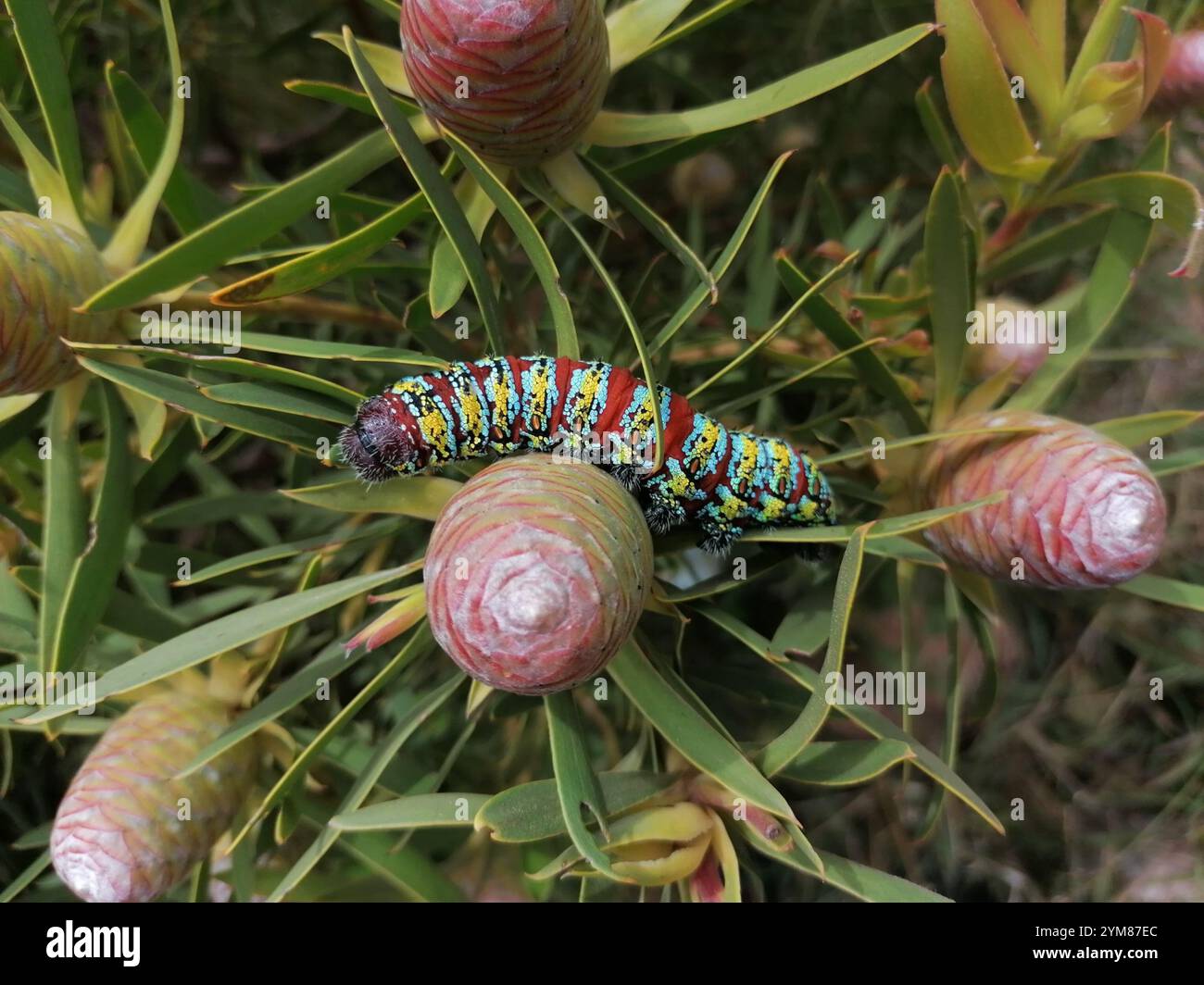 Pine Emperor (Nudaurelia cytherea Stock Photo - Alamy
