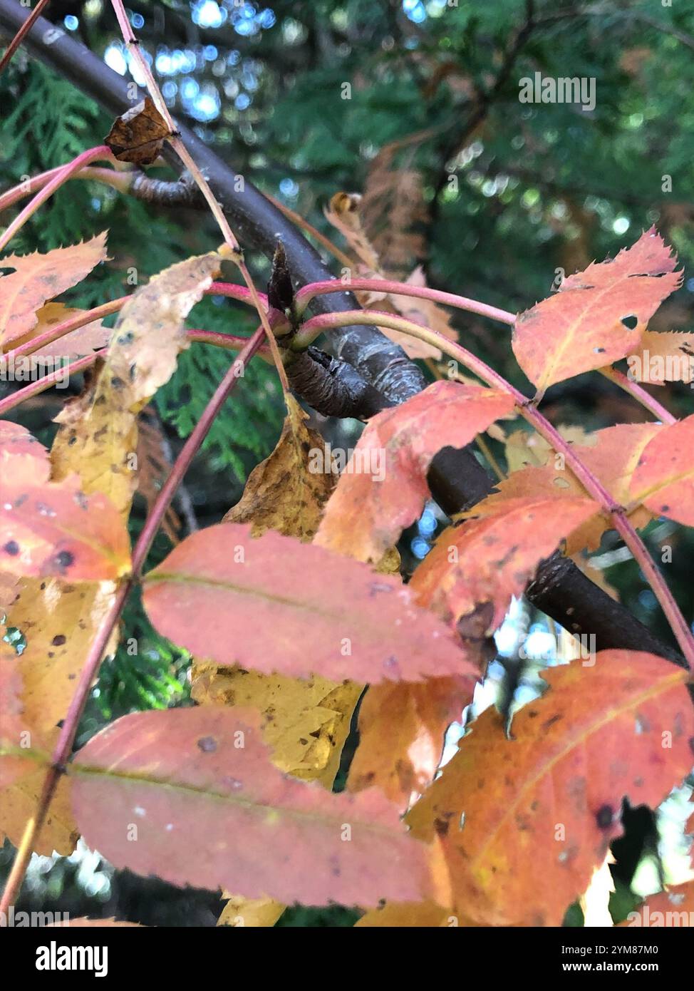 showy mountain-ash (Sorbus decora Stock Photo - Alamy